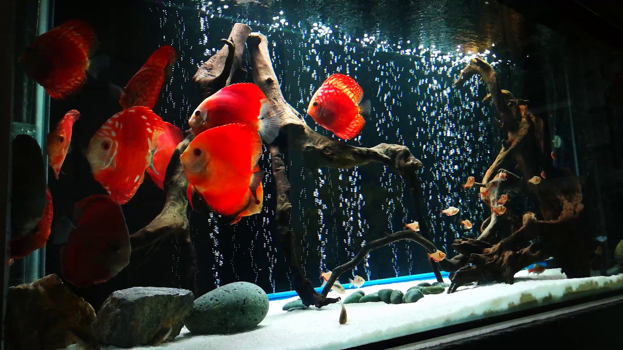 Red melon and rafflesia discus fish - YouTube