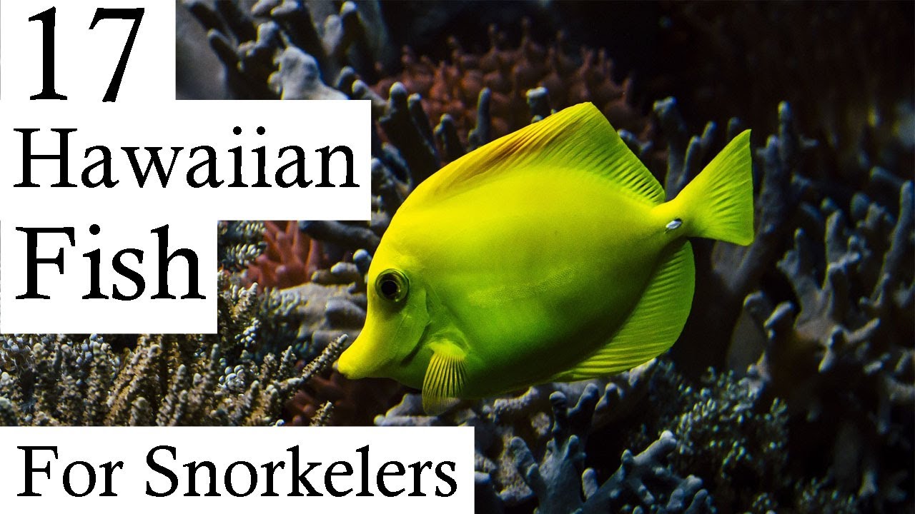 17 Hawaiian Reef Fish Every Snorkeler Should Know About In Under 2 17-hawaiian-reef-fish-every-snorkeler-should-know-about-in-under-2