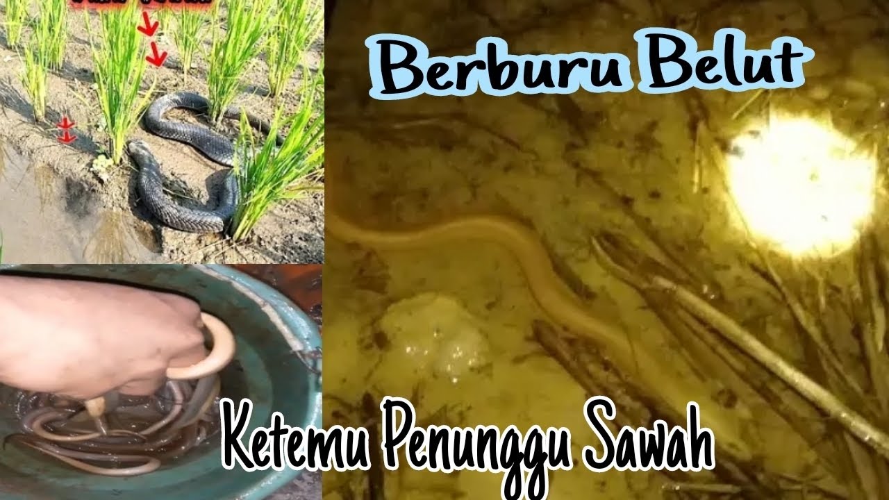 Ngobor Belut Sawah Di Malam Hari - YouTube