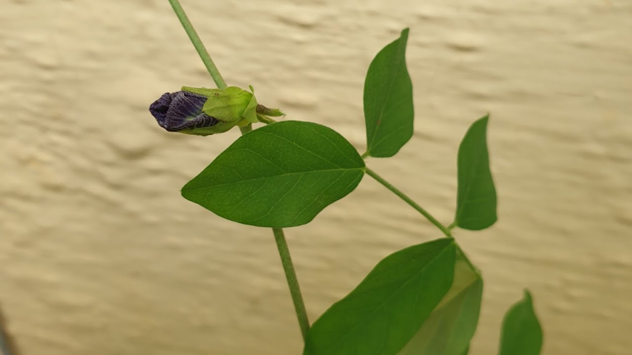 Blue Clitoria Ternatea / Shanka Pushpa / Sangu Poo - YouTube