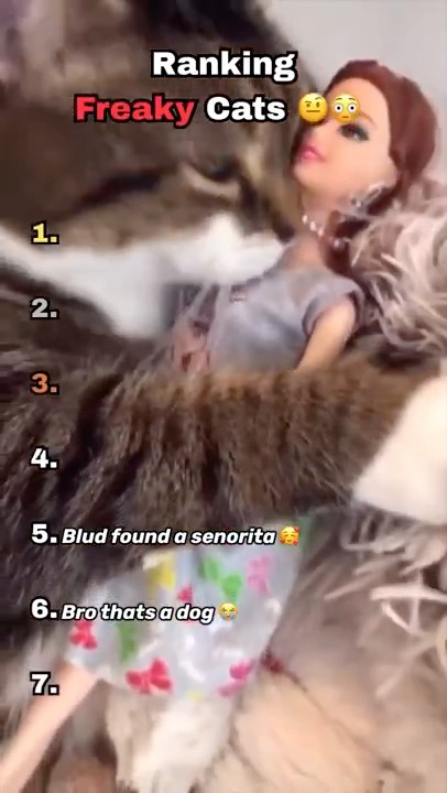 Ranking Freaky Cats 🫣🤫 - YouTube