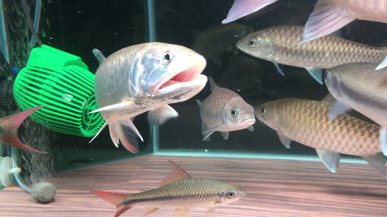 Ikan sikang | Raiamas Guttatus - YouTube