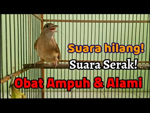 Obat Alami Yang Ampuh Untuk Menyembuhkan Suara Burung Yang Hilang dan Serak