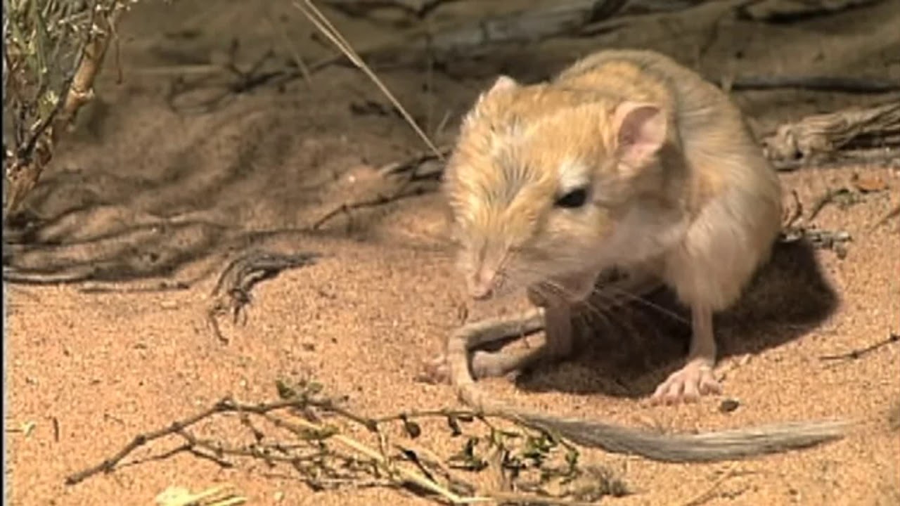 flora y fauna en el pinacate - YouTube