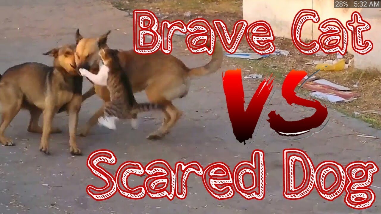 Brave Cat VS Scared Dog.Cat VS Dog.Cat & Dog. - YouTube