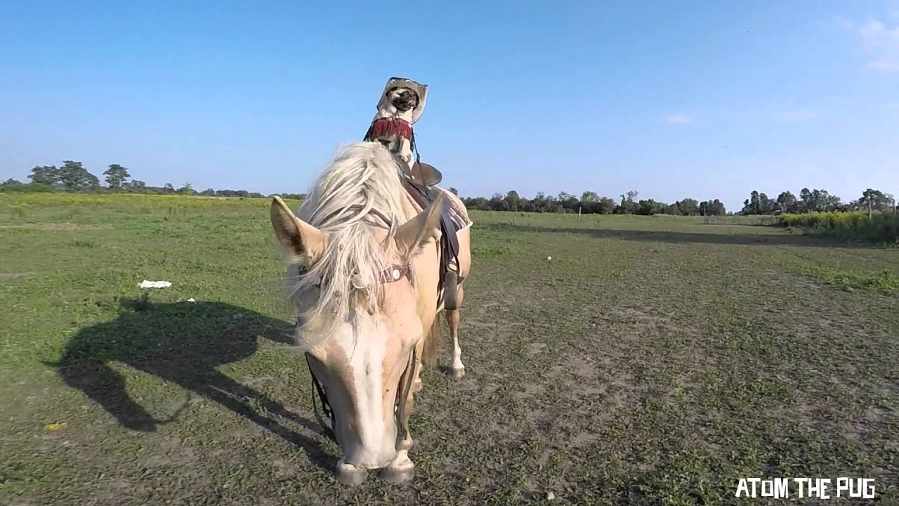 Pug On A Horse - YouTube