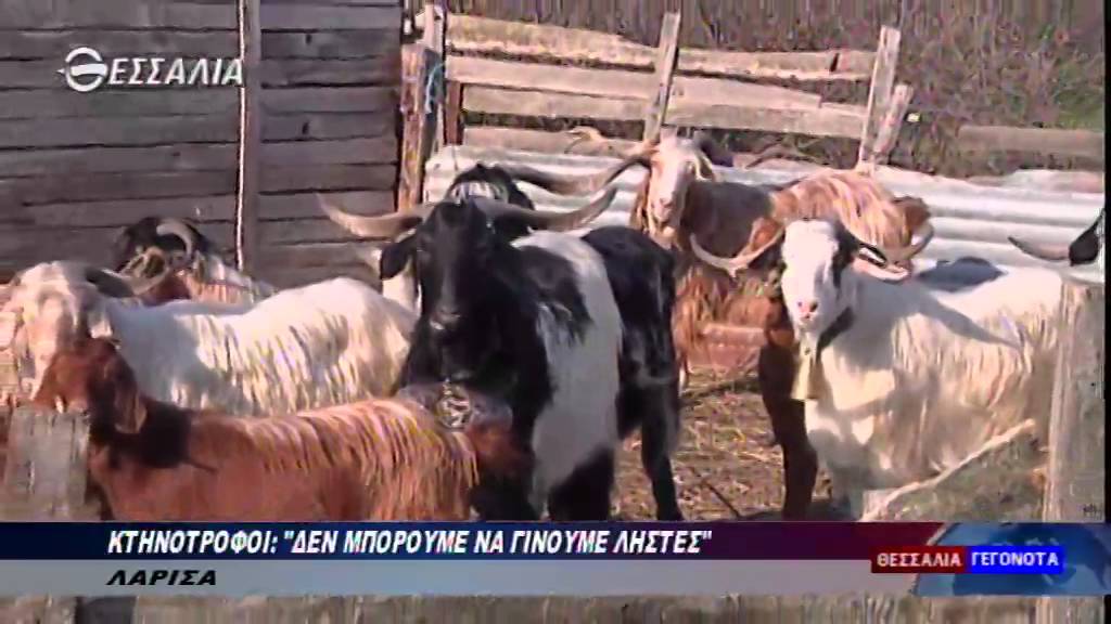 ΚΤΗΝΟΤΡΟΦΟΙ: «ΛΗΣΤΕΣ ΘΑ ΓΙΝΟΥΜΕ;» 19 01 2016 - YouTube