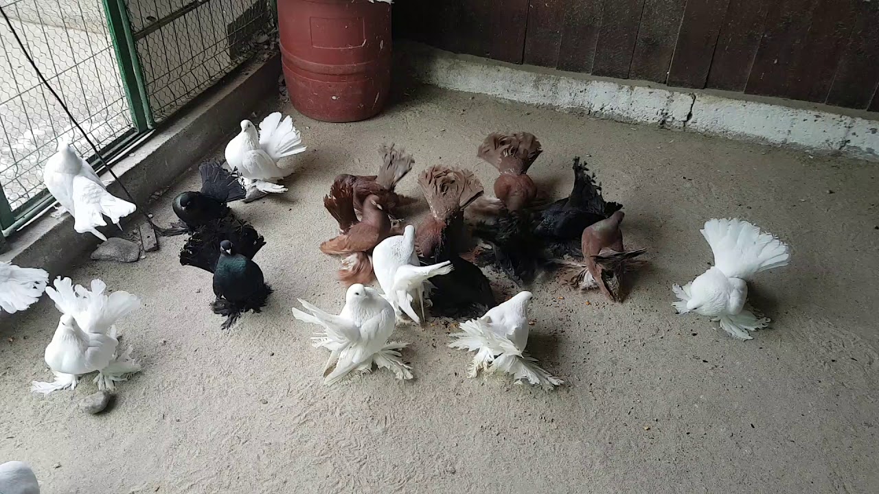 Most Beautiful Fancy Pigeons Collection | Ornament Pigeons | World ...