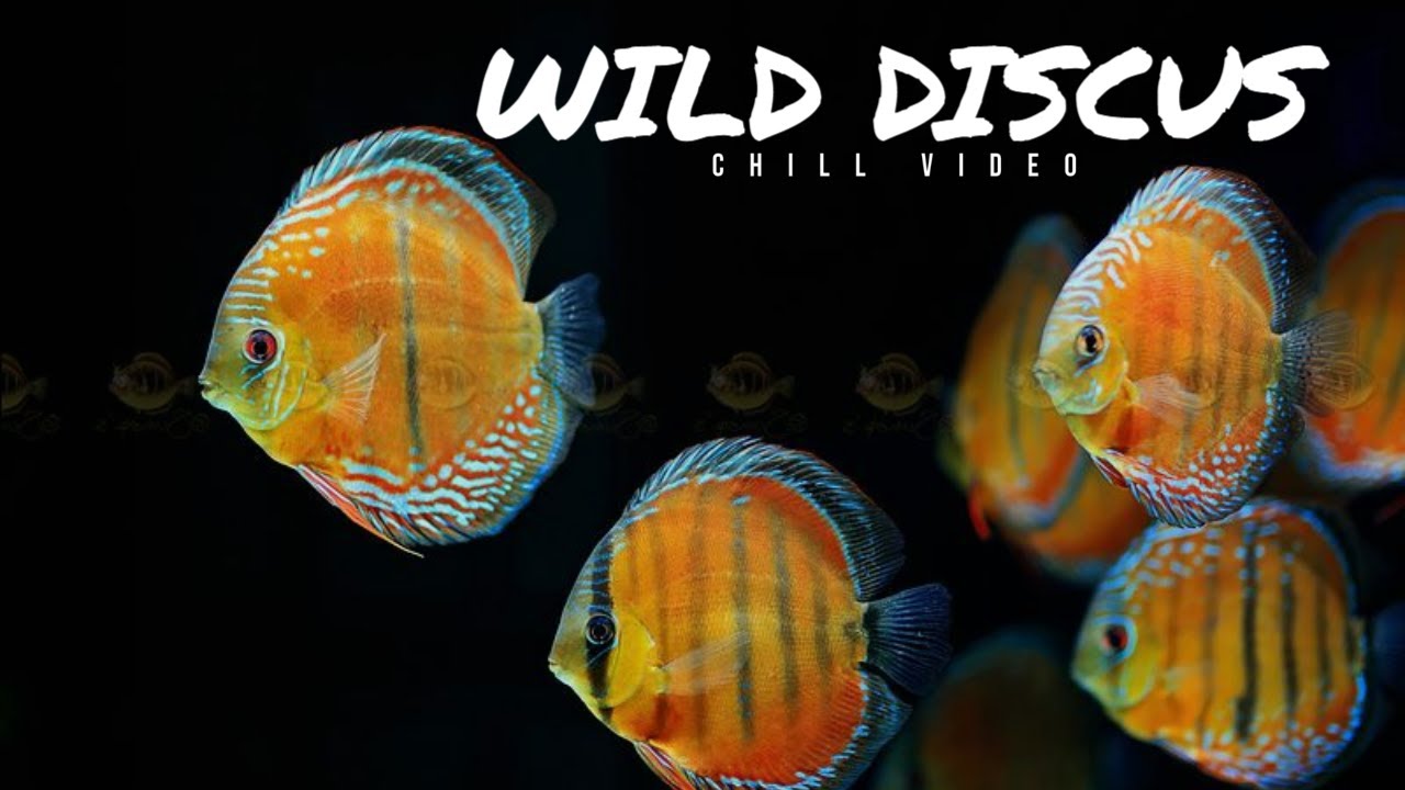 Wild Cuipeua Discus - YouTube