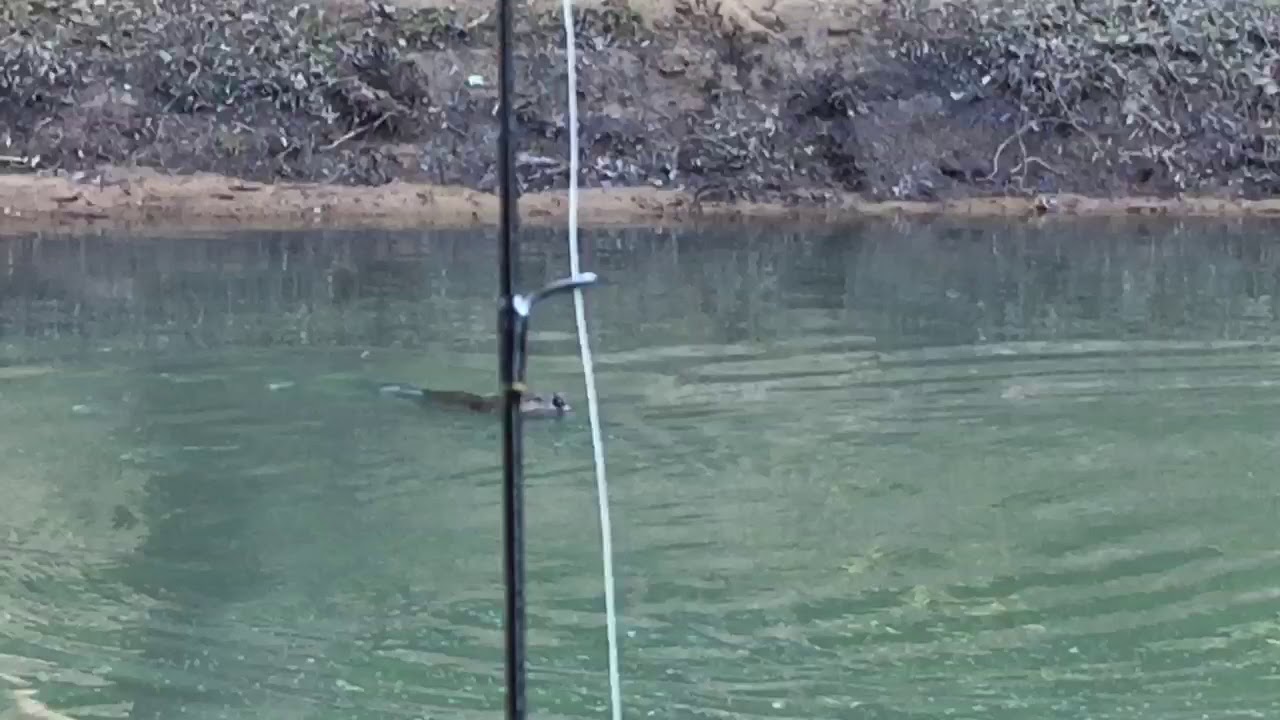 GD Beaver call - YouTube