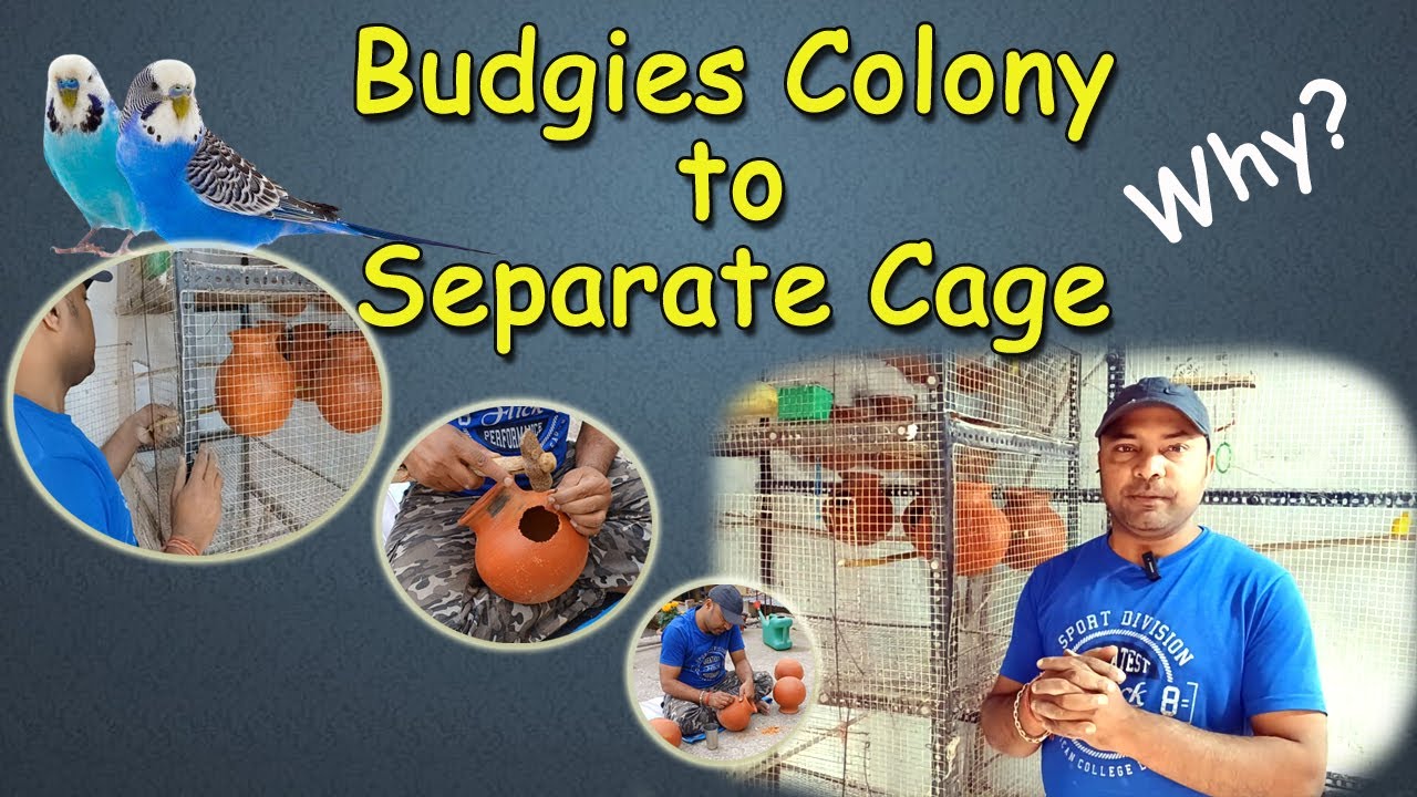 Budgies Colony setup से Separate Cage क्यों करनी पड़ी? - YouTube