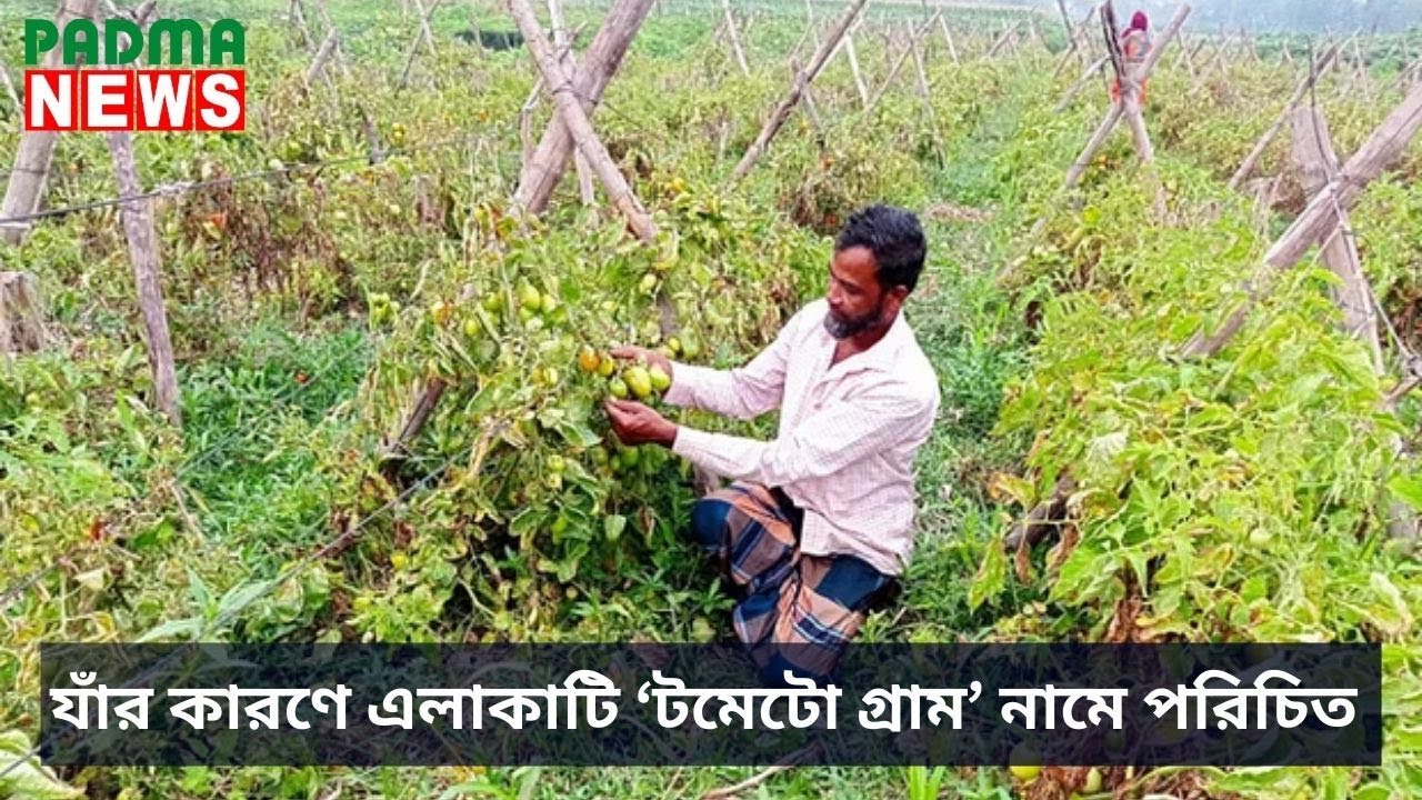 যাঁর কারণে এলাকাটি ‘টমেটো গ্রাম’ নামে পরিচিত | Tomato Village | Padma ...