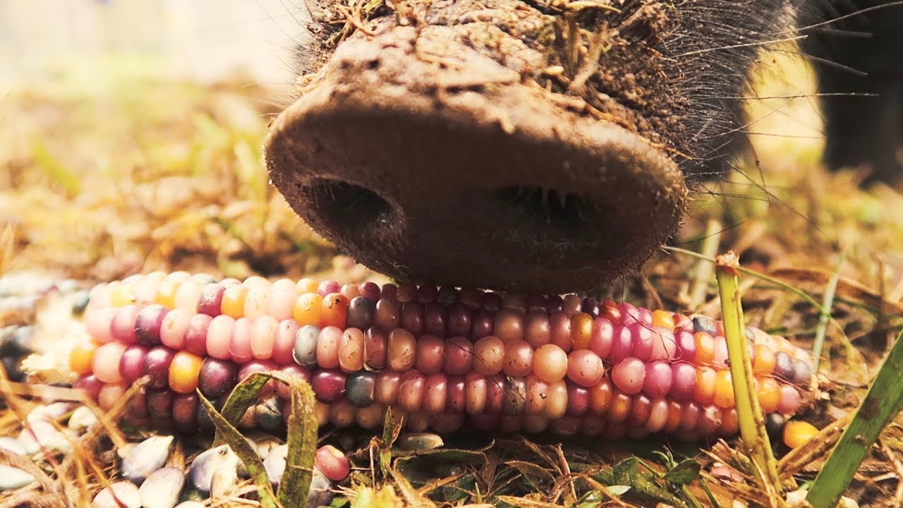 Pearls Before Swine - Most Beautiful Corn In The World - YouTube