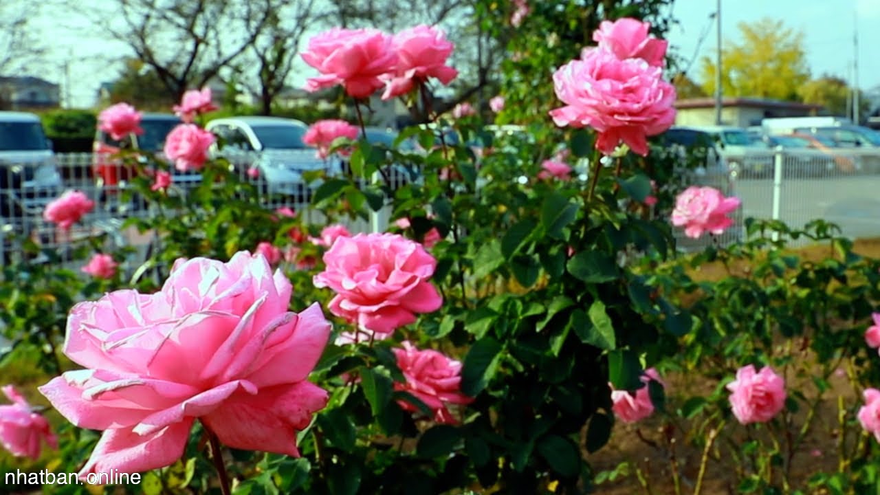 Autumn rose garden - Keisei rose garden in Chiba Japan | Japan Walk ...