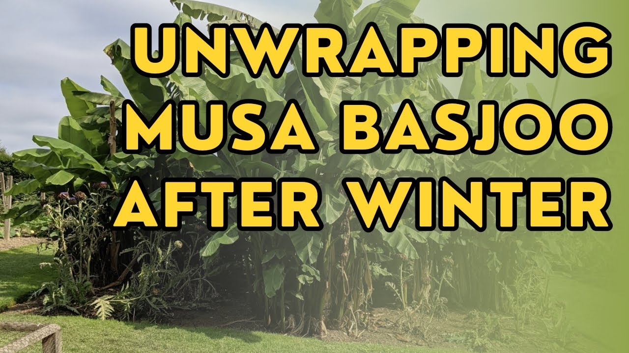 When should you unwrap your Musa basjoo banana plant in spring? - YouTube