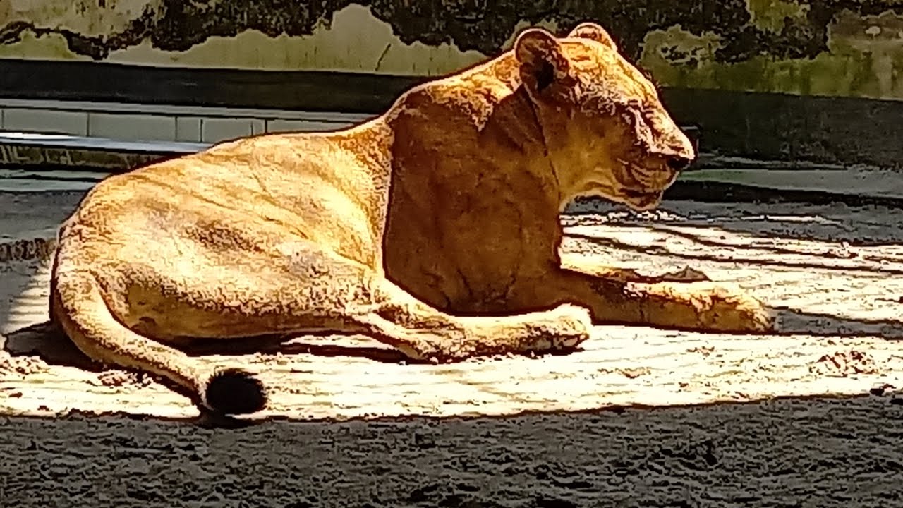Lion at Bangladesh National Zoo - YouTube