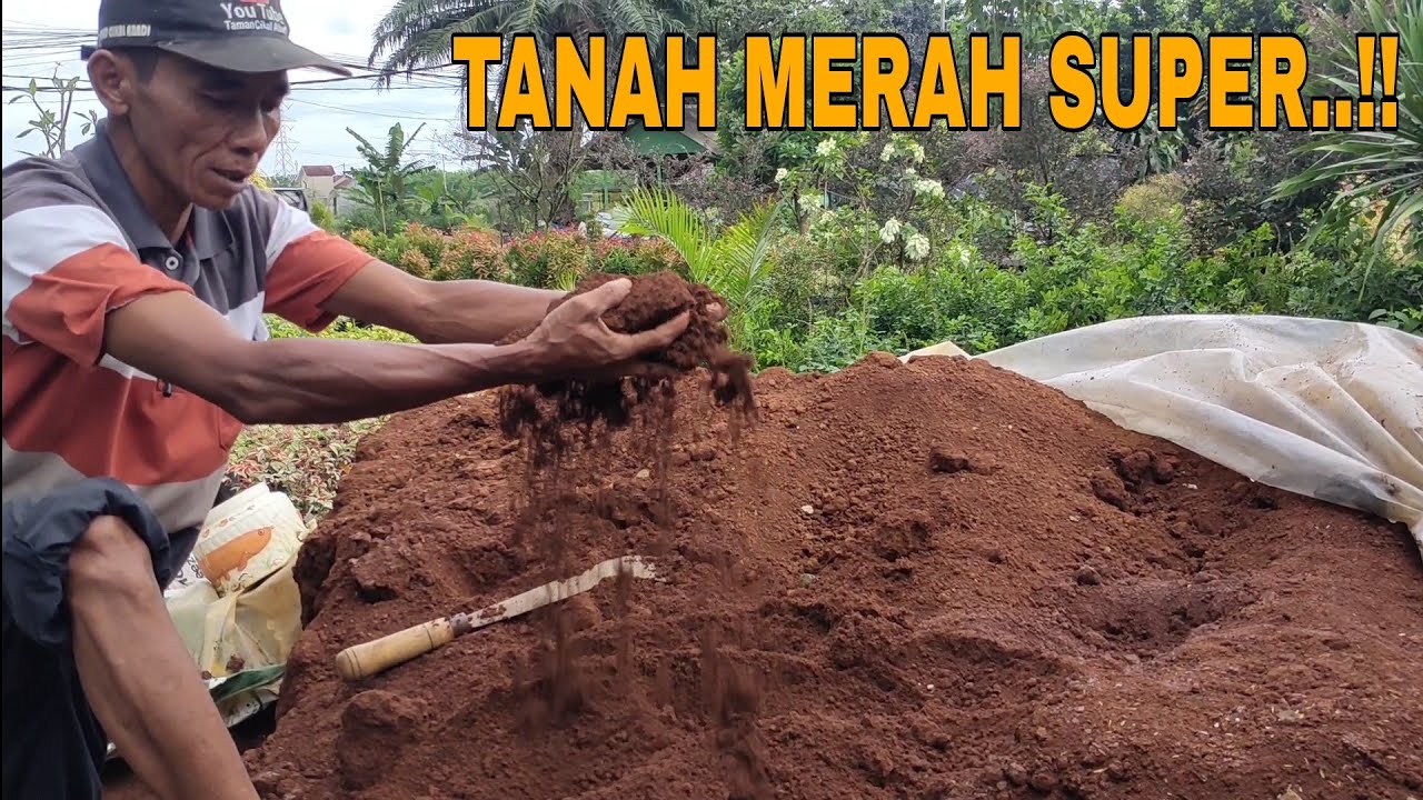 Tanah merah gembur bagus untuk semua jenis tanaman !! - YouTube