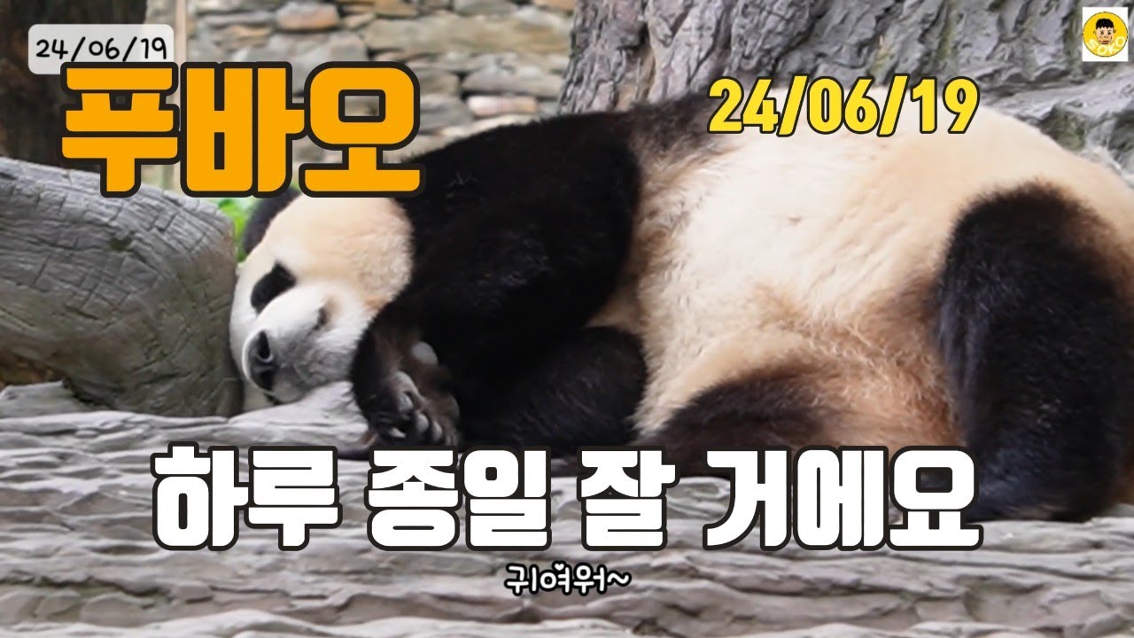 오늘은 푸바오가 하루 종일 잠을 자네요~~그래도 자는 모습이라도 볼 수 있어서 너무 좋아~ㅎㅎ푸야~ Youtube