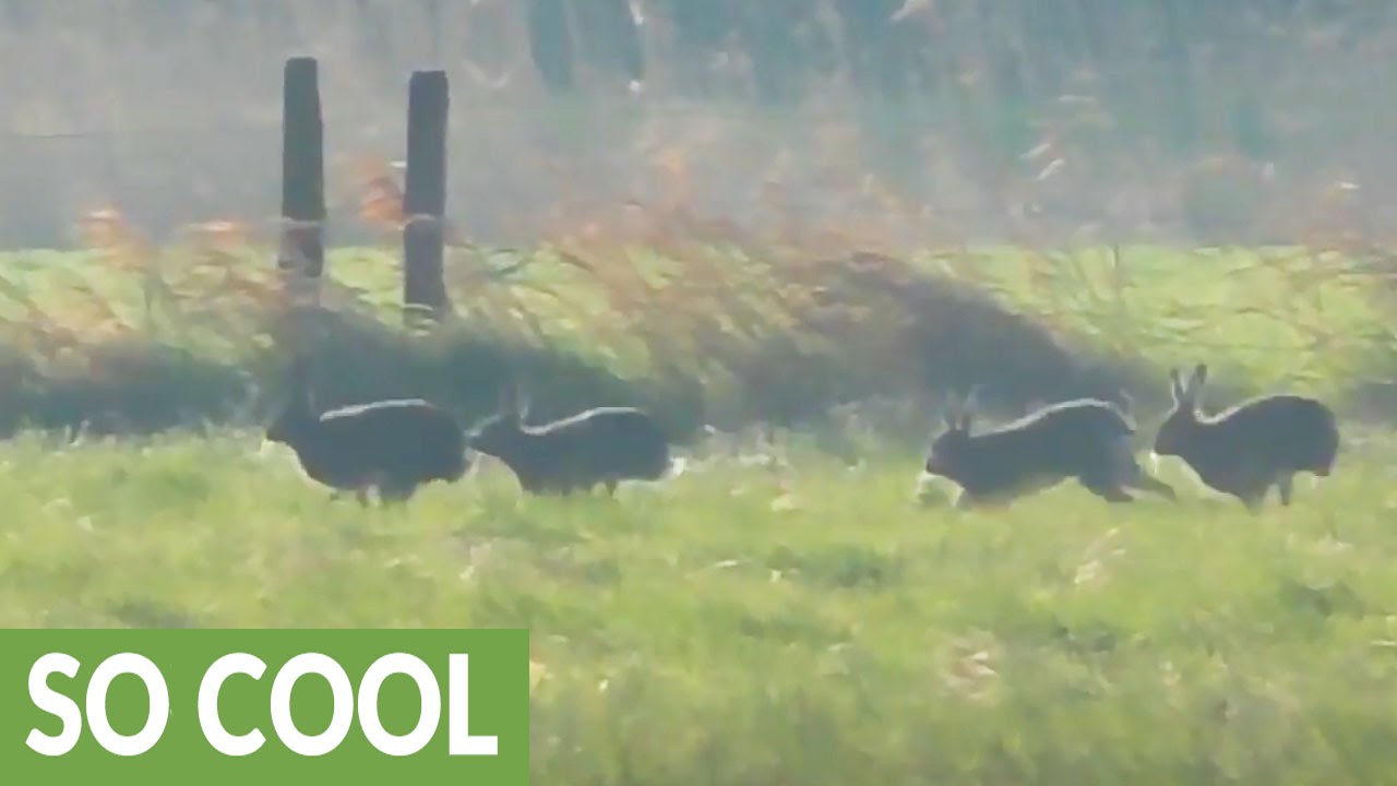 Wild rabbits play a game of follow the leader - YouTube