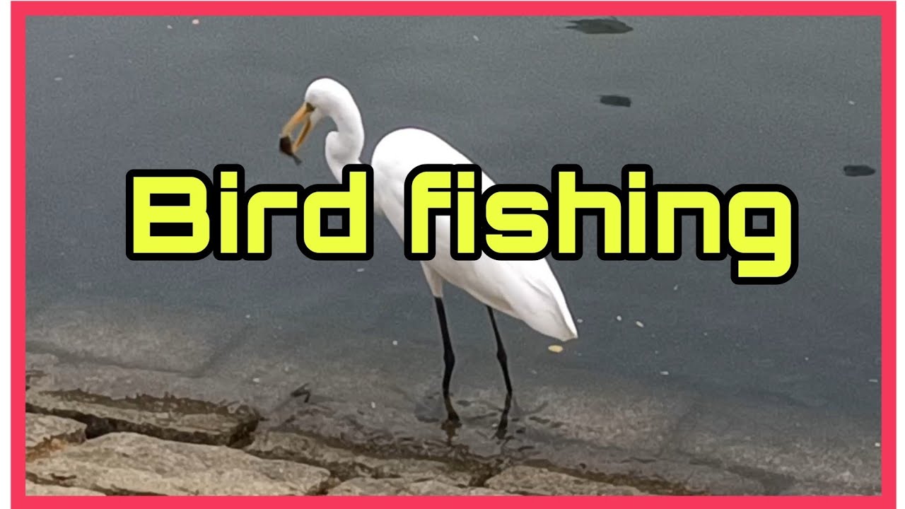 How do birds catch and eat fish. - YouTube