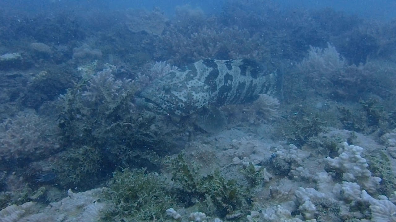 Large Gold Spot Cod - YouTube