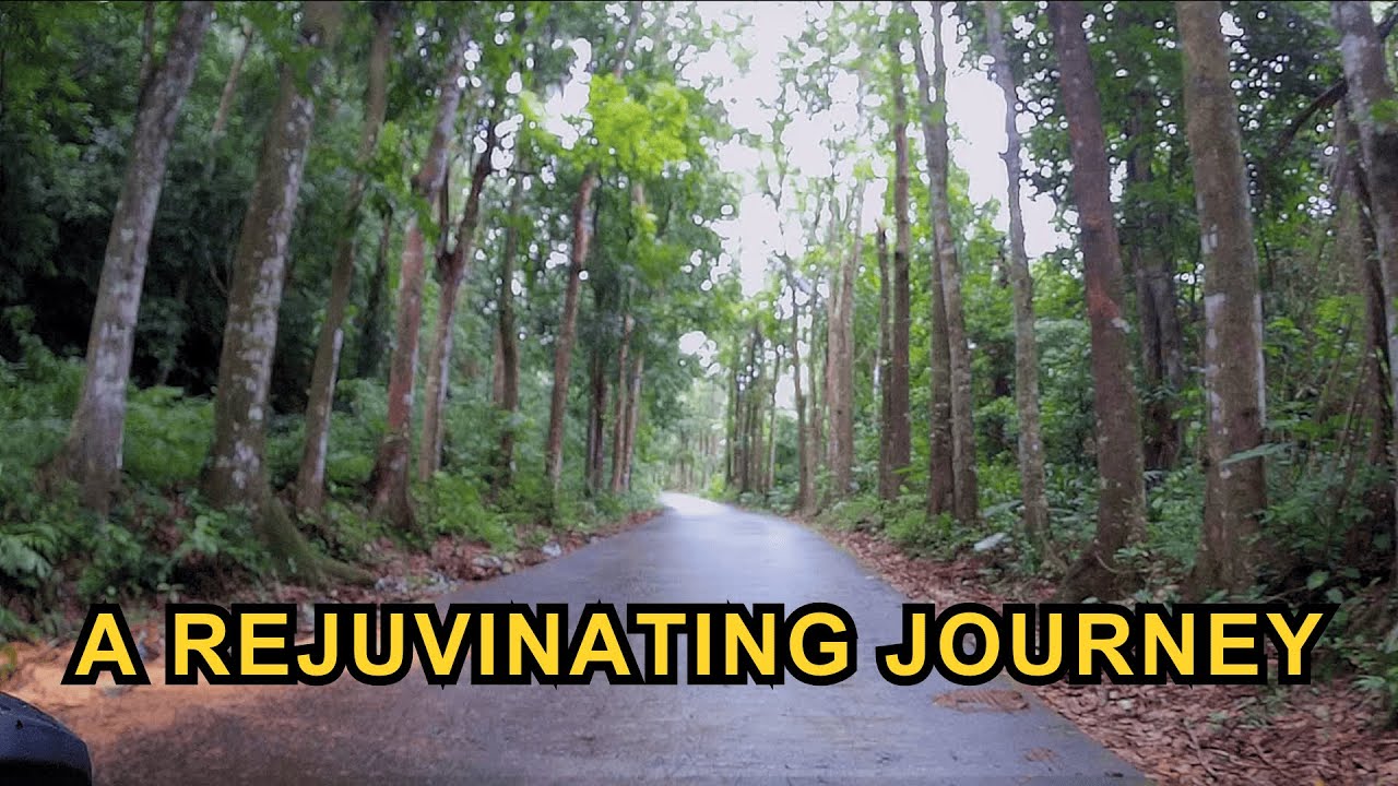 COLONNADE OF TREES - Biking 34 - YouTube