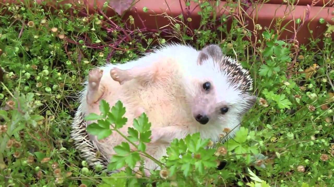 ヨツユビハリネズミ01・泡つけ・Hedgehog anting - YouTube