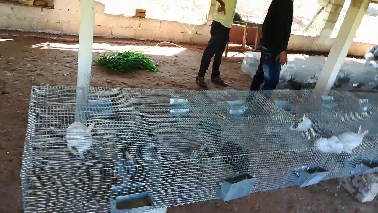 Rabbit farm 9964699101ನಮ್ಮಿಂದ ಮೊಲ ಗಳ ಪಡೆದು ಹೊಸದಾಗಿ ಮೊಲ ಸಾಕಣೆ ಆರಂಭಿಸಿದ ...