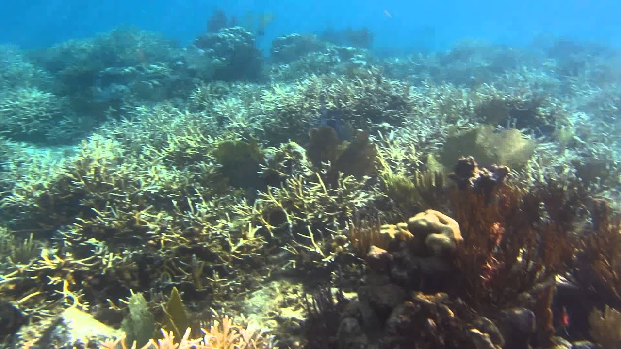Staghorn Coral Garden, Rum Point Reef, Grand Cayman Island - YouTube