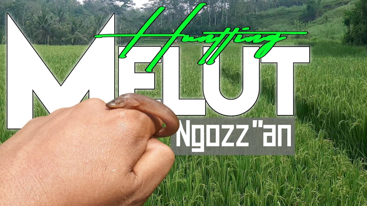 Huntting Belut Sawah ......"MELUT" Wisata Hijau yang Ngos Ngosan ...