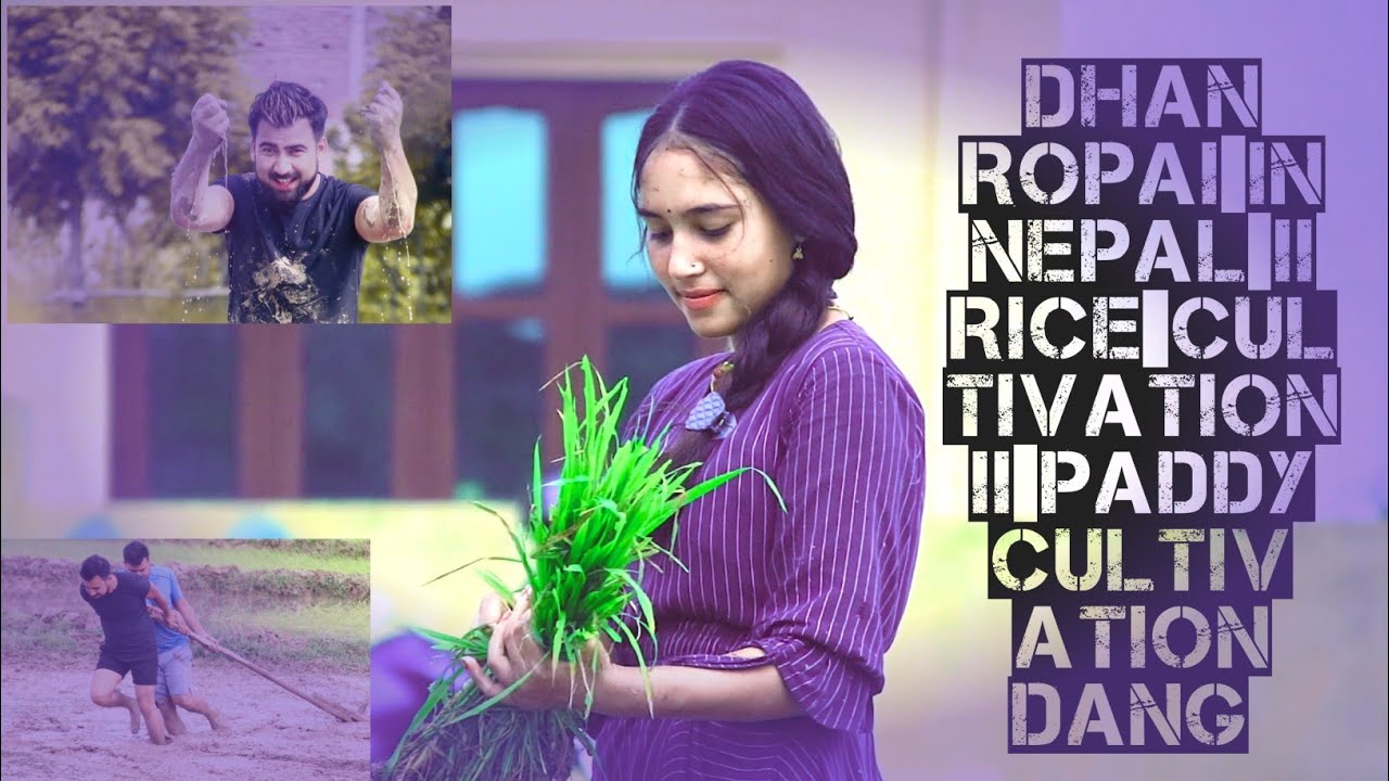 Dhan Ropai In Nepal II Rice Cultivation II Paddy Cultivation Dang ...