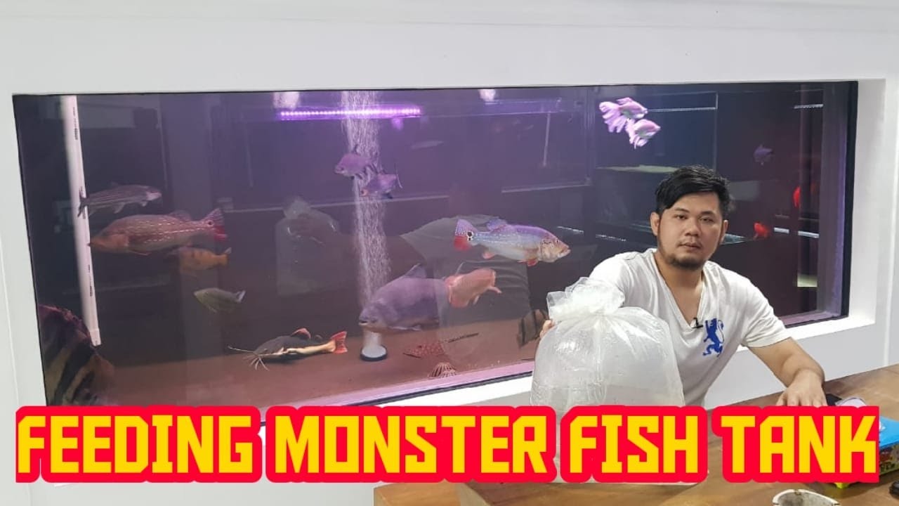 FEEDING MONSTER PREDATOR FISH IN GLASSPOND 4.755 GALLONS / 18.000 ...