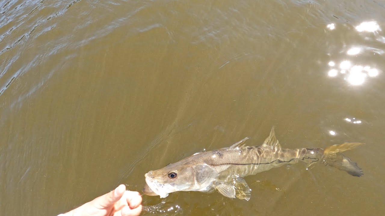 Flamingo in Everglades National Park Back Country Fishing for SNOOK and ...