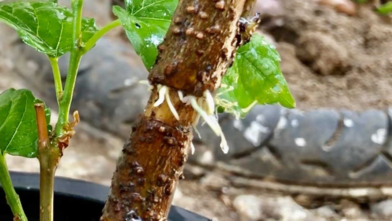 How To Grafting Branch Tree//Wrap With Ash In Plastic/ Get Roots ...