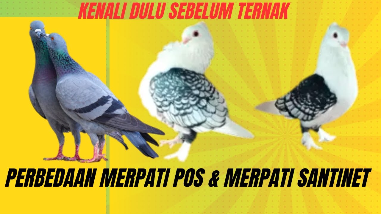Perbedaan Merpati Pos dan Merpati Santinet - YouTube