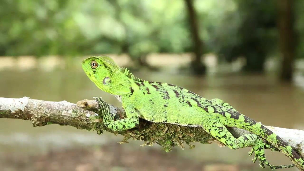 Relaxing nature videos: Explore Amazon - YouTube