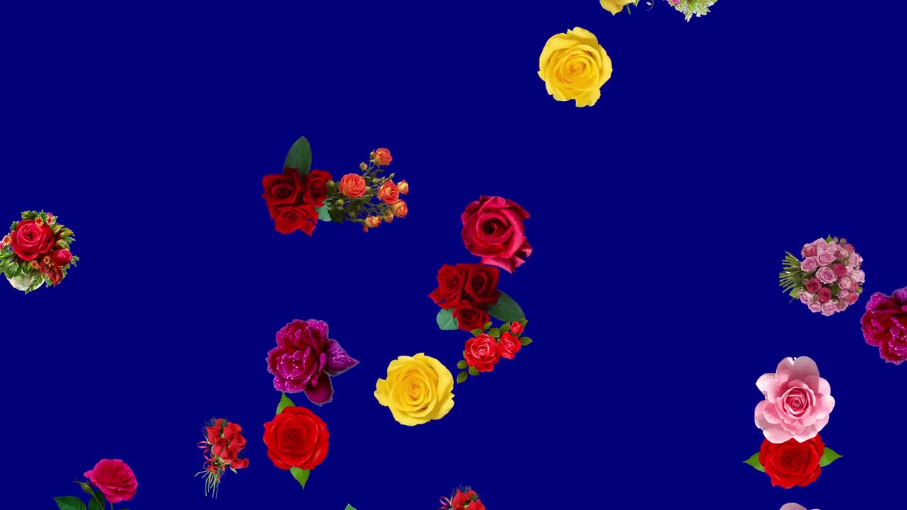 Free Blue Screen : Assorted Rose Flowers Falling : Free Green Screen ...