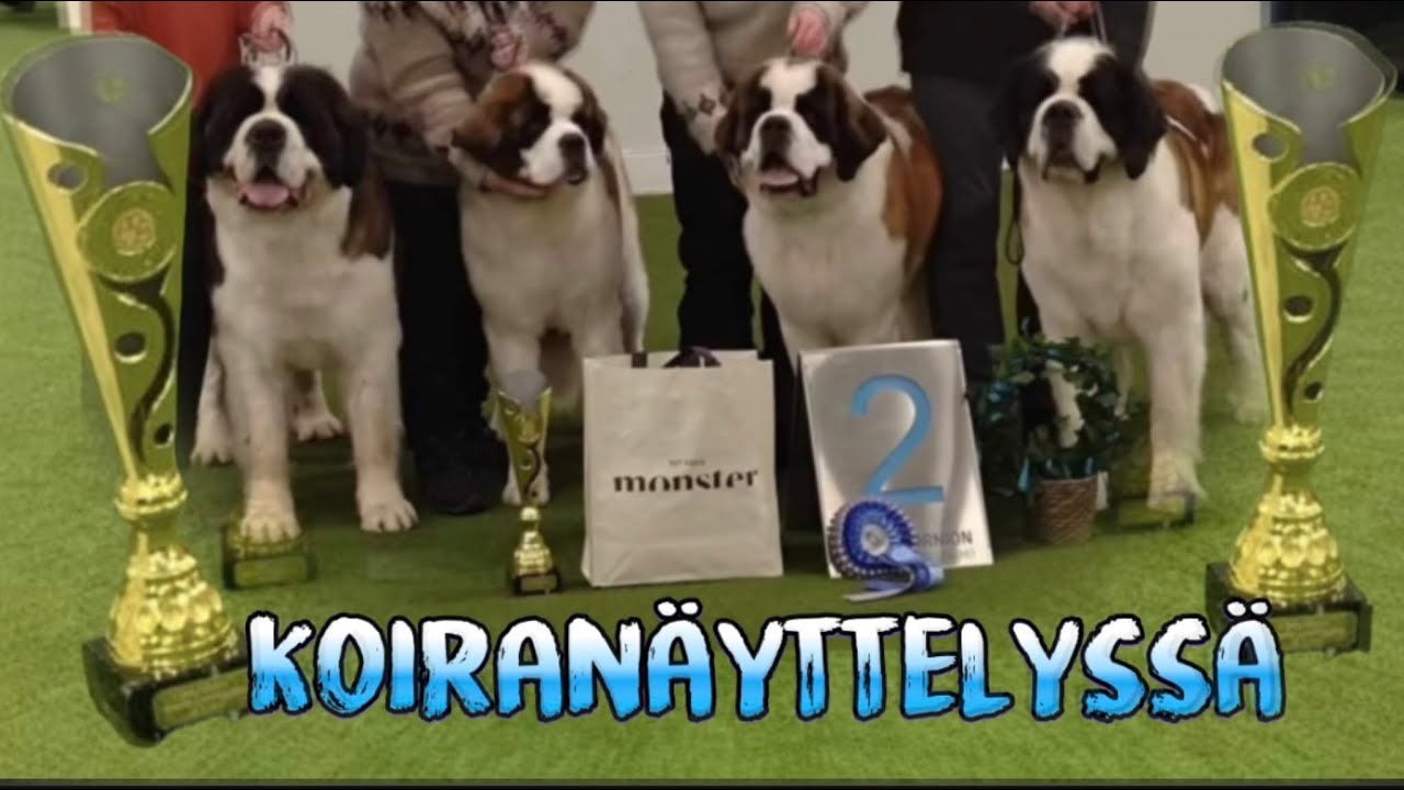 Koiranäyttelyyn valmistautuminen | Koiranäyttely päivä - YouTube