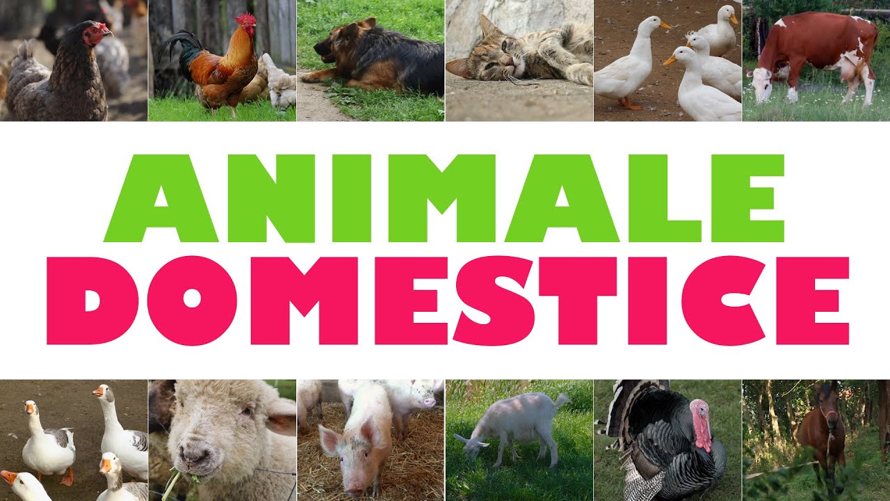 Învățăm ANIMALELE DOMESTICE - YouTube