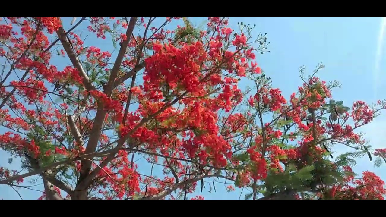 Ajaib! Enggak Kalah dengan Sakura, Bunga Pohon Sepe Jadi Penanda Musim ...