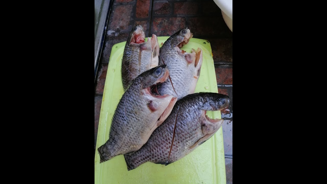 Testing Tilapiang Cobra - YouTube