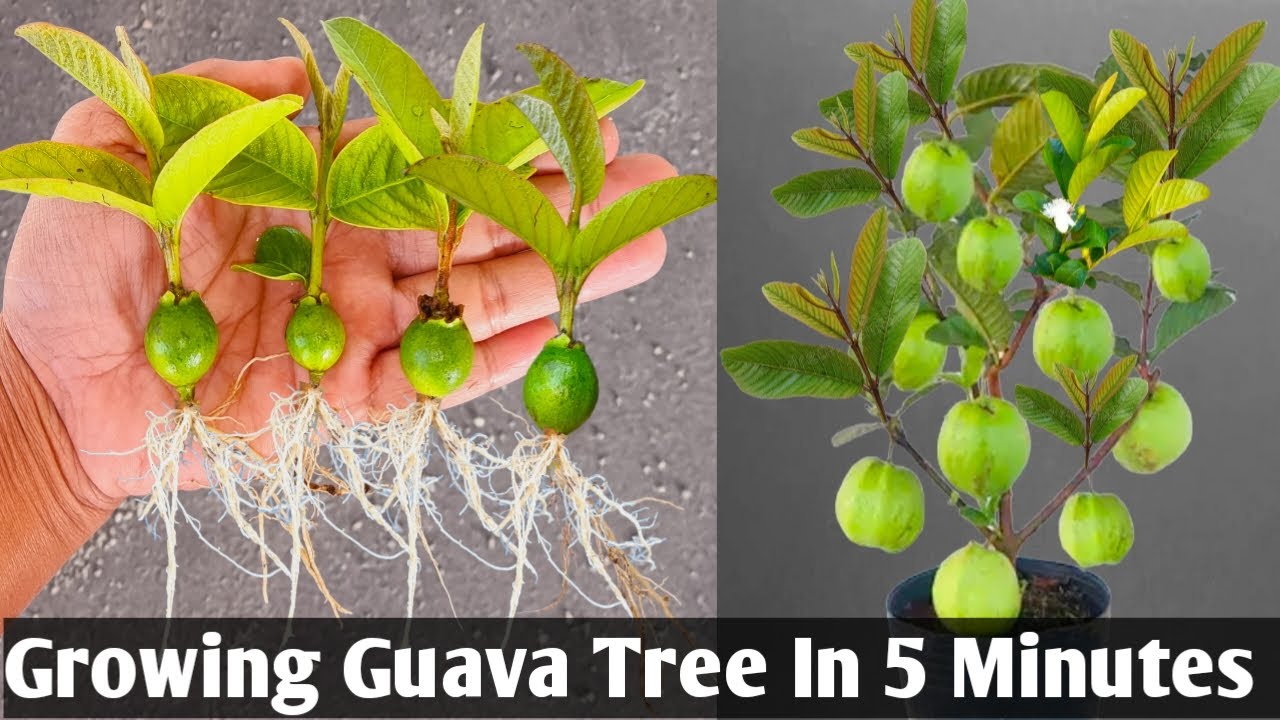How To Grow Guava Tree From Small Guava Fruit In 5 Minutes YouTube How To Grow Guava Tree From Small Guava Fruit In 5 Minutes YouTube