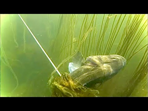 Bass Spearfishing in extreme shallow water - multiple 7lb Bass shot ...