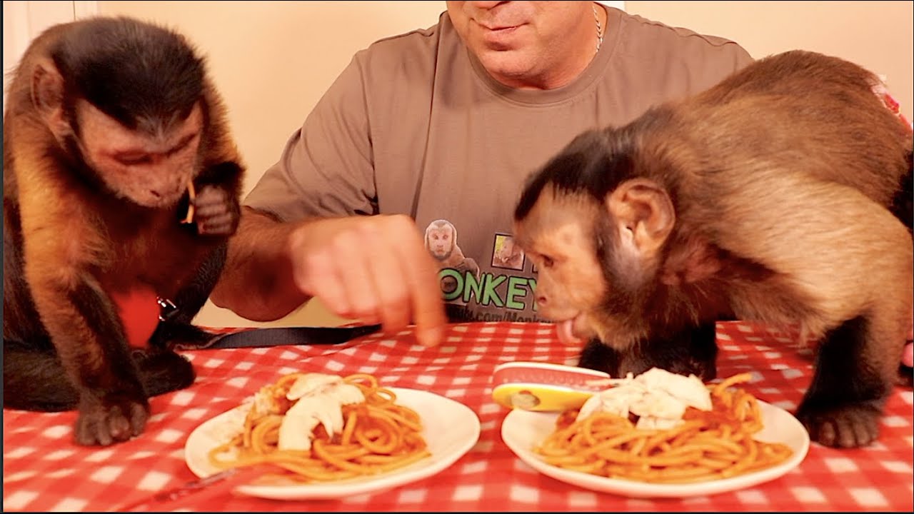 Capuchin Monkey Couple Shares Pasta Dinner! - YouTube
