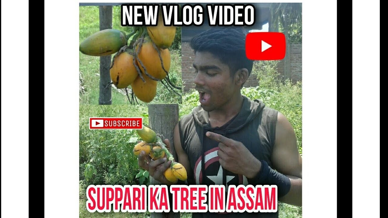 suppari ka tree aur uskha phal in assam/#subscribe #youtube #vlog - YouTube