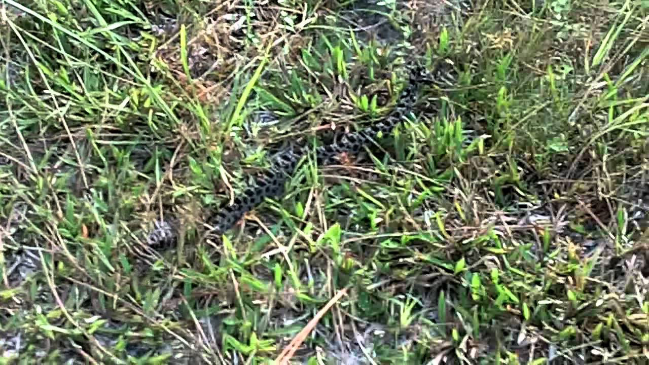 Rattlesnake in the Green Swamp, Florida - YouTube