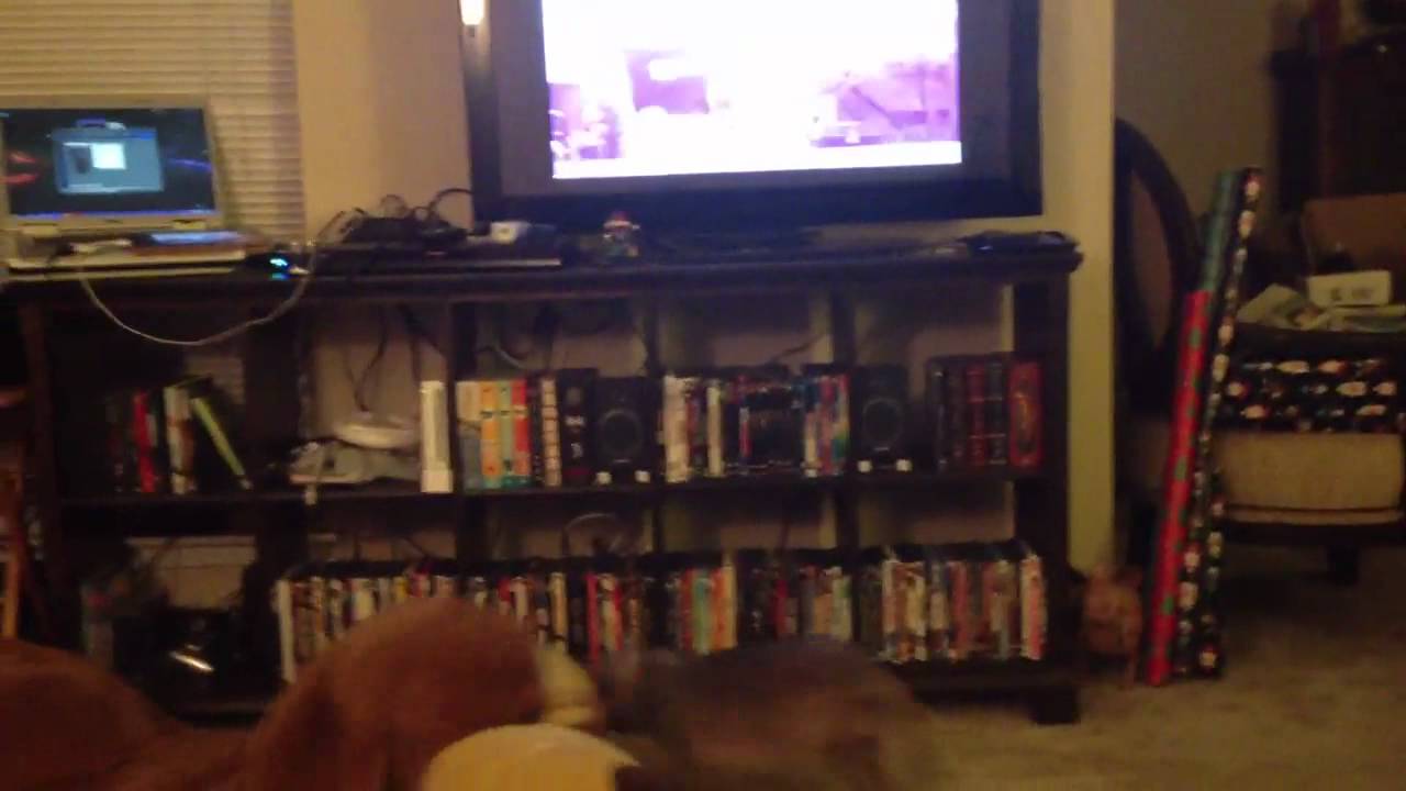 Zoey Hates the Geico commercial with the dog/cat chase. - YouTube