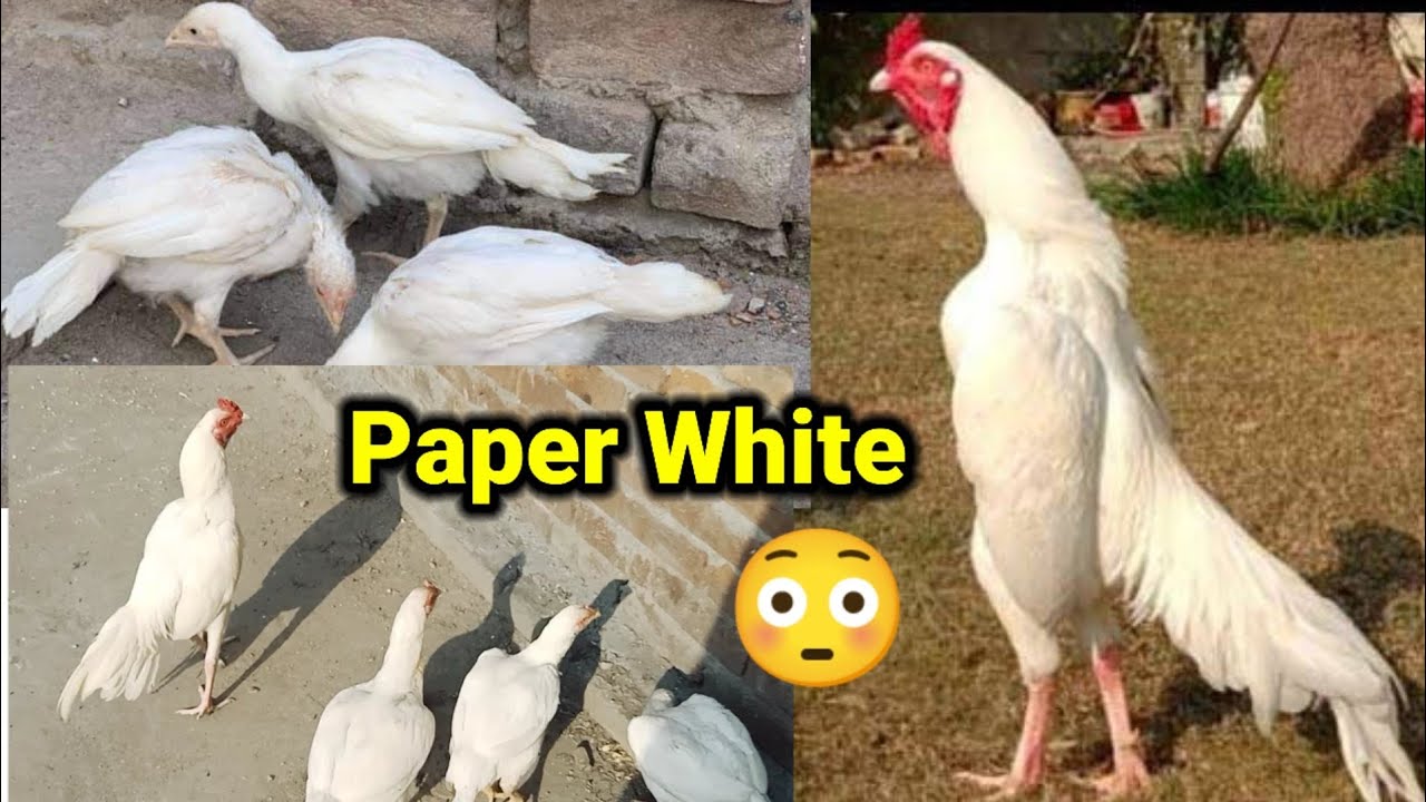 Heera Aseel Paper White Chicks Hens For Sale | Aseel Heera Lovers😍 ...