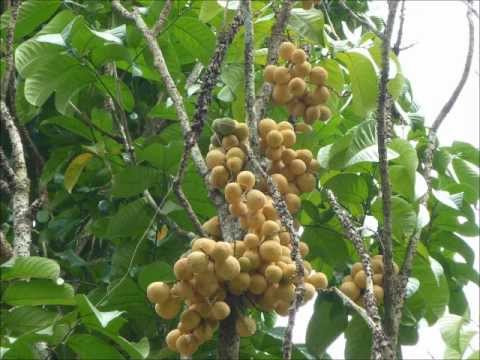Langsat tree with fruits,borneo fruit. - YouTube