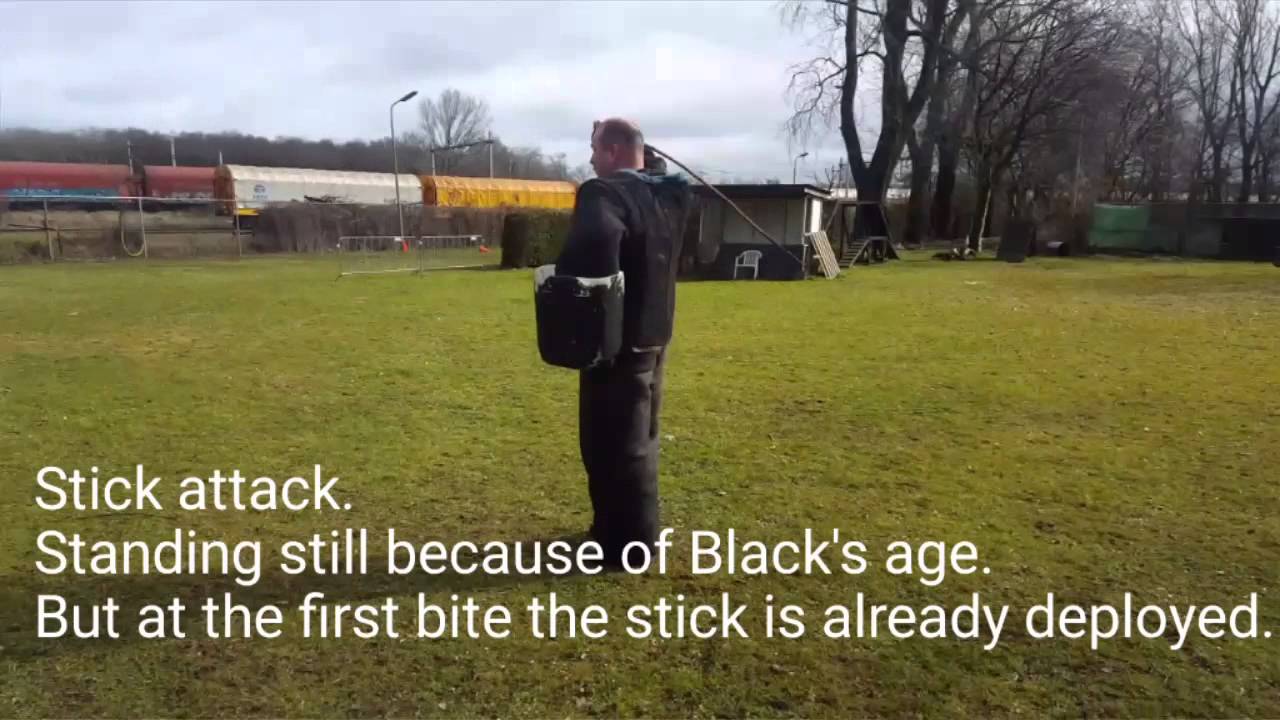 KNPV searching, object guard, stick attack. 12 month old mali - YouTube